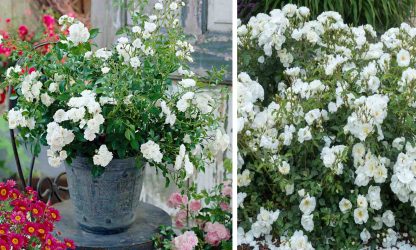 White Roses – Ground Cover – Garden Plants Online