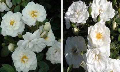 White Roses – Ground Cover – Garden Plants Online