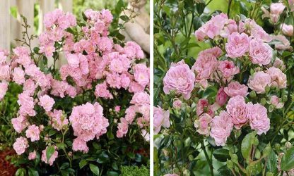Pink Roses – Ground Cover – Garden Plants Online