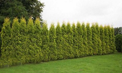 Thuja Occidentalis Yellow Ribbon (Yellow Ribbon Arborvitae) – Garden ...