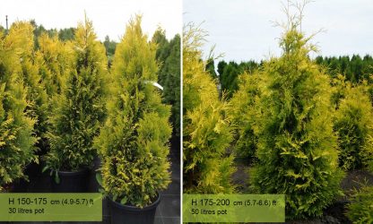 Thuja Occidentalis Yellow Ribbon (Yellow Ribbon Arborvitae) – Garden ...