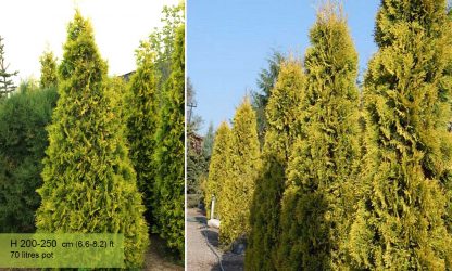 Thuja Occidentalis Yellow Ribbon (Yellow Ribbon Arborvitae) – Garden ...