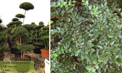 Ligustrum Jonandrum (Delavay Privet) – Flat Pom Poms – Garden Plants Online