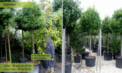 Laurus Nobilis (Bay Tree) – Standard – Garden Plants Online