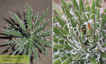 Agave x Leopoldii (Leopold Agave) – Garden Plants Online
