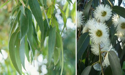 Eucalyptus Globulus (Blue Gum) – Standard – Garden Plants Online
