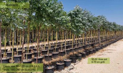 Eucalyptus Globulus (Blue Gum) – Standard – Garden Plants Online