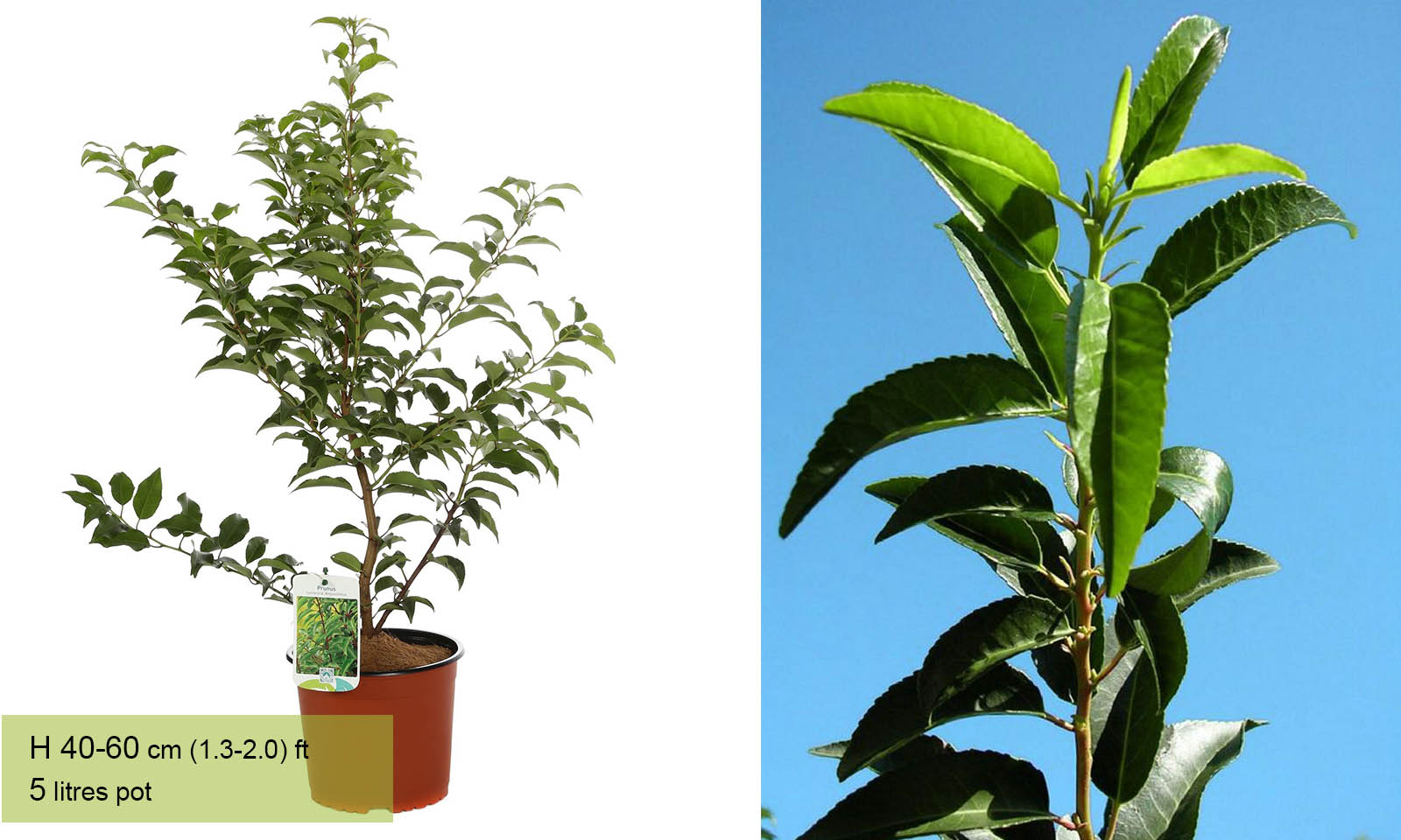 Portuguese Laurel Cherry (Prunus Lusitanica Angustifolia) – Shrub ...
