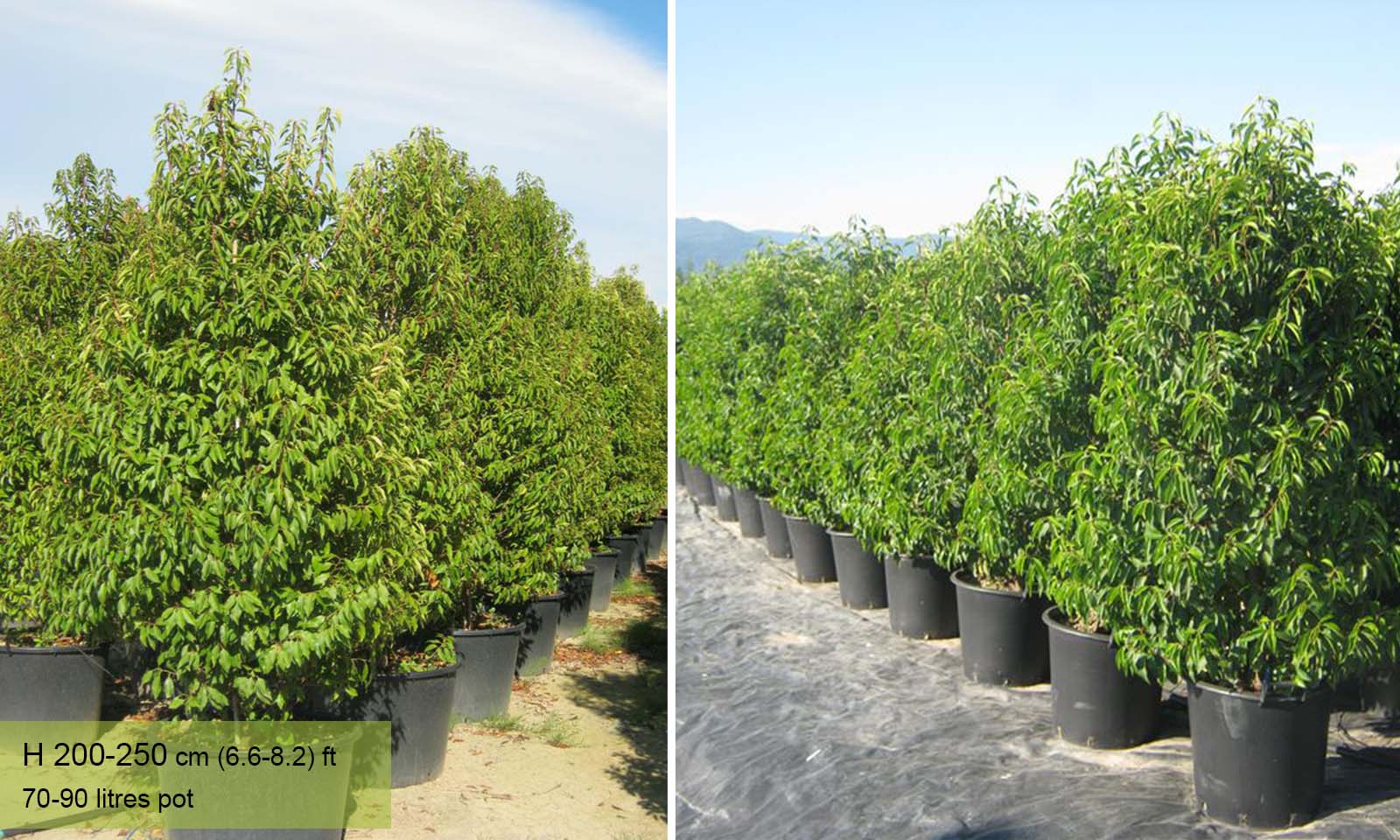 Portuguese Laurel Cherry (Prunus Lusitanica Angustifolia) – Shrub ...