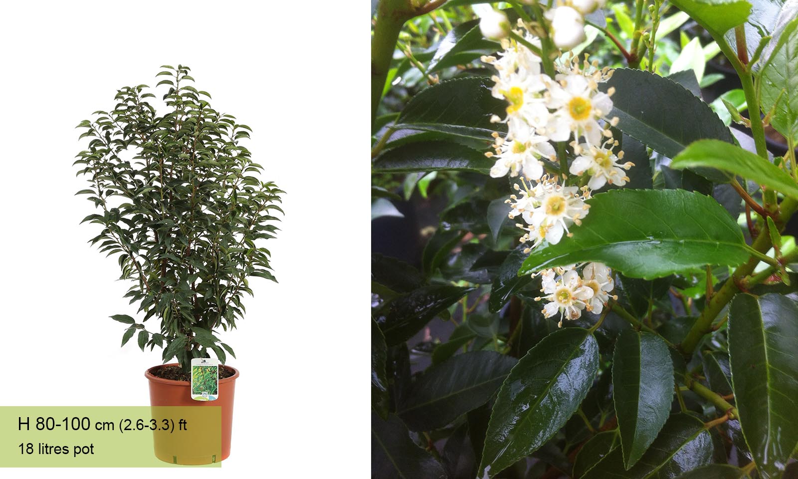 Portuguese Laurel Cherry (Prunus Lusitanica Angustifolia) – Shrub ...