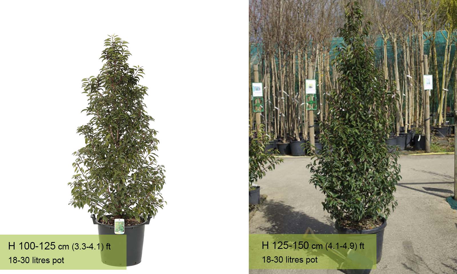Portuguese Laurel Cherry (Prunus Lusitanica Angustifolia) – Shrub ...