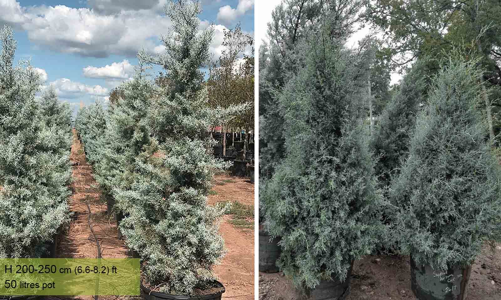 Cupressus Arizonica Fastigiata (Blue Arizona Cypress) – Garden Plants ...