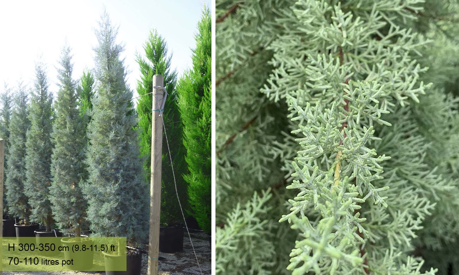 Cupressus Arizonica Fastigiata (Blue Arizona Cypress) – Garden Plants ...