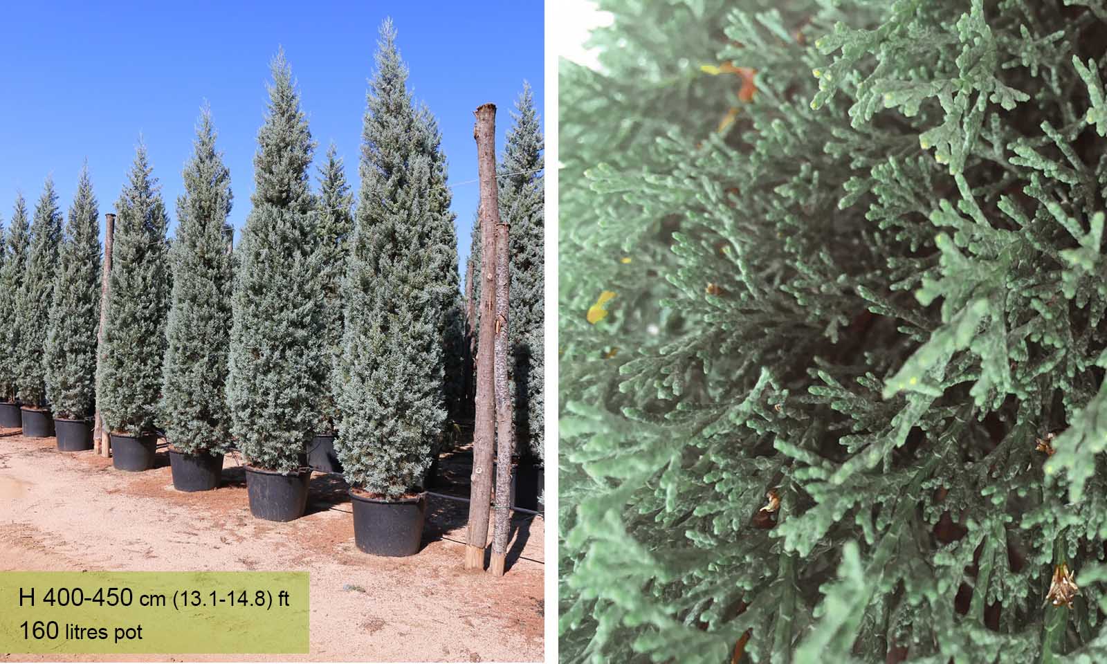 Cupressus Arizonica Fastigiata (Blue Arizona Cypress) – Garden Plants ...