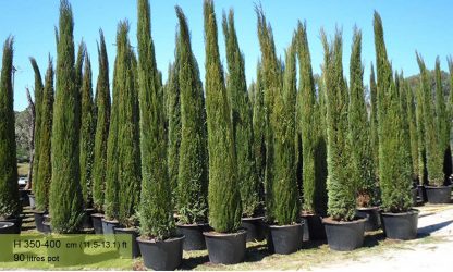 Italian Cypress / Mediterranean Cypress / Green Pencil (Cupressus ...