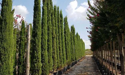 Totem Cypress / Totem Pole (Cupressus Sempervirens Totem) – Garden ...