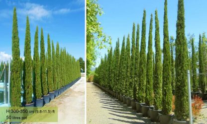 Totem Cypress / Totem Pole (Cupressus Sempervirens Totem) – Garden ...