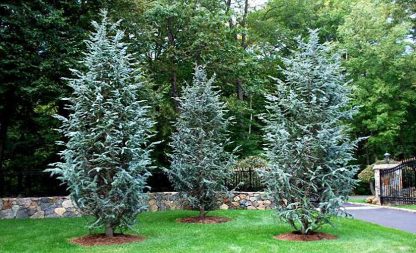 Blue Atlas Cedar / Glauca Cedar (Cedrus Atlantica Glauca) – Garden ...