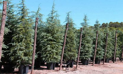 Deodar Cedar / Fountain Tree / Indian Cedar (Cedrus Deodara) – Garden ...