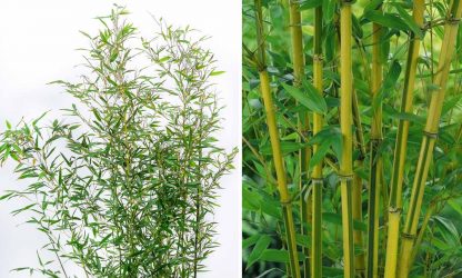 Bisset Bamboo (Bambusa Phyllostachys Bissetii) – Garden Plants Online