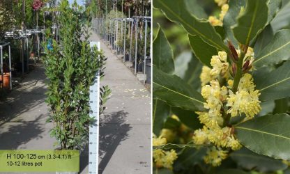 Laurus Nobilis (Bay Tree) – Shrub – Garden Plants Online