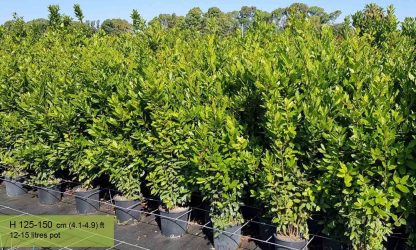 Laurus Nobilis (Bay Tree) – Shrub – Garden Plants Online