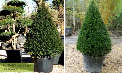 Taxus Baccata (English yew) – Cone – Garden Plants Online