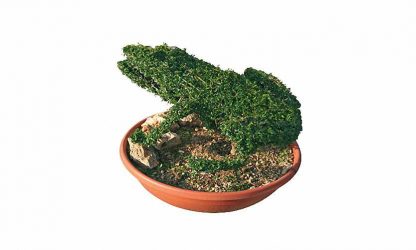 Topiary Frog (Ligustrum Jonandrum) – Garden Plants Online