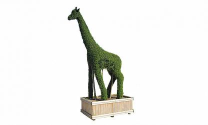 Topiary Giraffe (Ligustrum Jonandrum) – Garden Plants Online