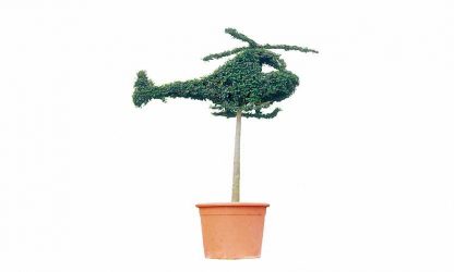 Topiary Helicopter (Ligustrum Jonandrum) – Garden Plants Online