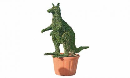 Topiary Kangaroo (Ligustrum Jonandrum) – Garden Plants Online