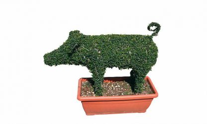 Topiary Pig (Ligustrum Jonandrum) – Garden Plants Online