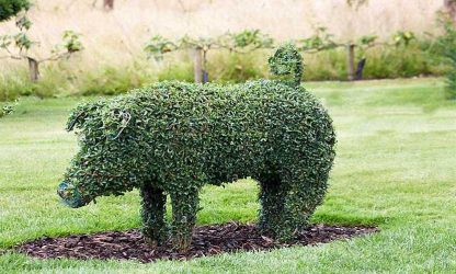 Topiary Pig (Ligustrum Jonandrum) – Garden Plants Online