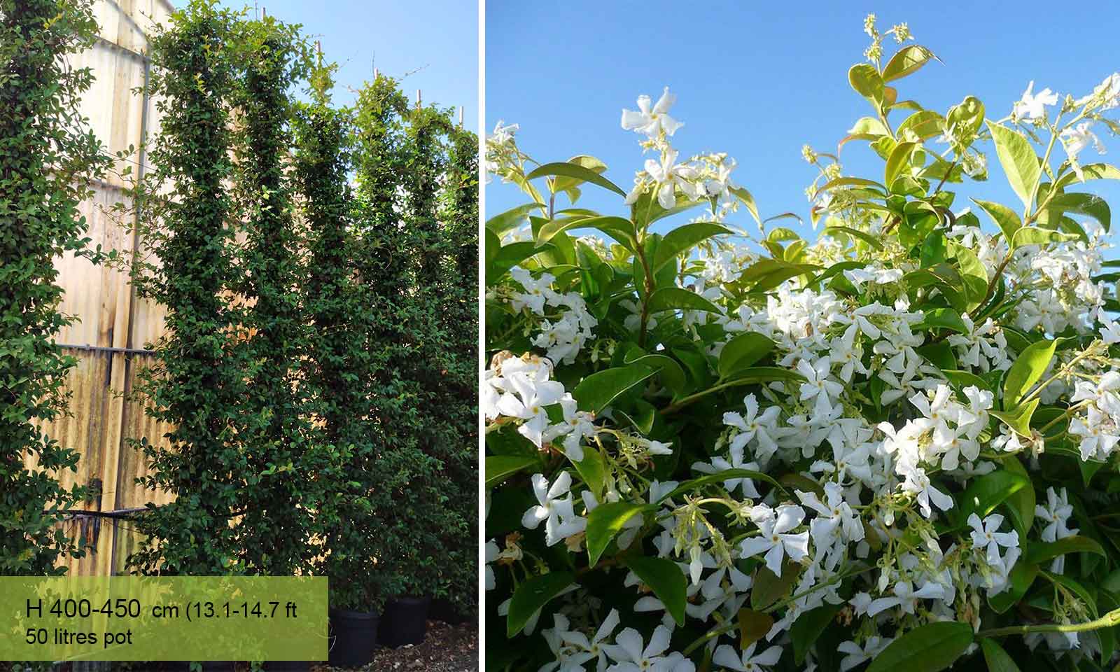 Star Jasmine Vine Plant Trachelospermum Jasminoides Star Jasmine Vine