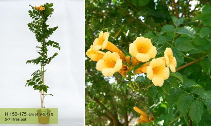Campsis Radicans Yellow Trumpet (Flava / Trumpet Vine) – Climbing ...