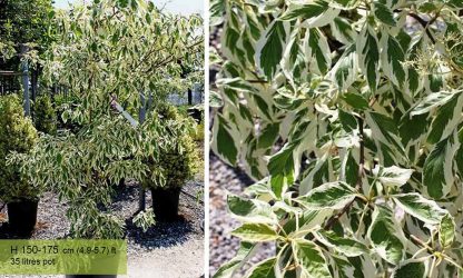 Cornus Controversa Variegata (Wedding Cake Tree) – Garden Plants Online