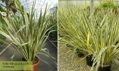 Phormium Tenax Variegatum (Variegated New Zealand Flax) – Garden Plants ...