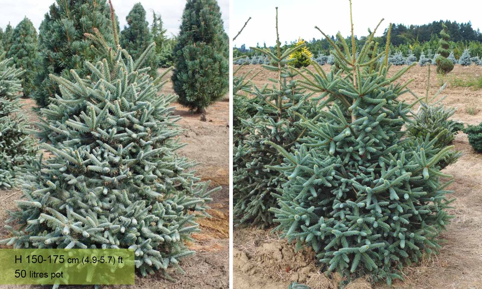Blue Spanish Fir (Abies Pinsapo Glauca) – Garden Plants Online