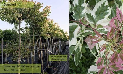 Acer Negundo ‘Flamingo’ (Box Elder ‘Flamingo’) – Standard – Garden ...