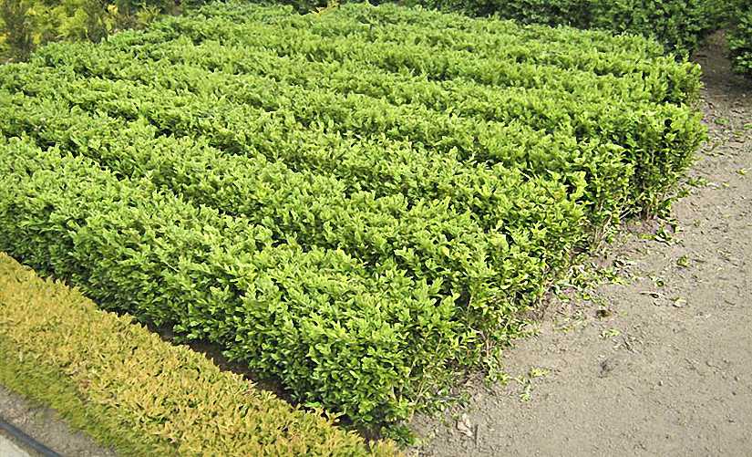 Buxus Microphylla Faulkner (Box Faulkner) – Shrub – Garden Plants Online