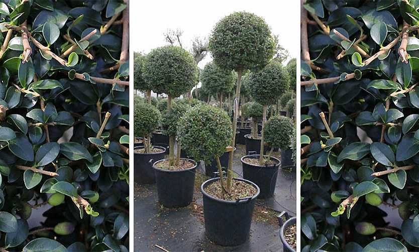Ligustrum Jonandrum – 2 Balls 2 Stems – Garden Plants Online