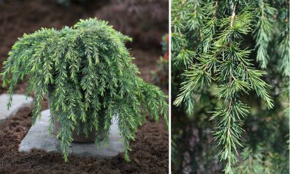 Cedrus Deodara Feelin’ Blue (Feelin’ Blue Cedar / Blue Deodar Cedar ...