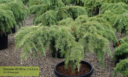 Cedrus Deodara Feelin’ Blue (Feelin’ Blue Cedar / Blue Deodar Cedar ...