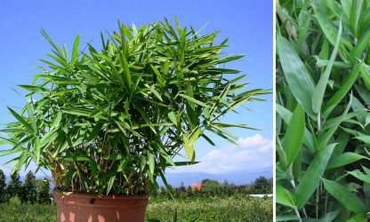 Dwarf Bamboo (Bambusa Pleioblastus Pumilus) – Garden Plants Online