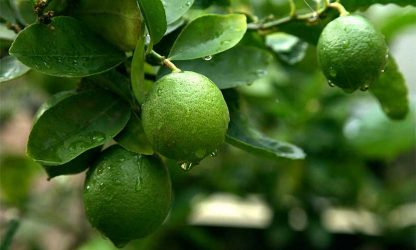Citrus Lime (Lime Trees / Limetta) – Quarter Standard – Garden Plants ...