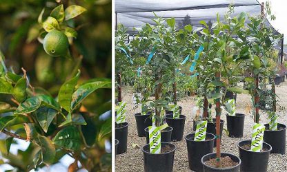 Citrus Lime (Lime Trees / Limetta) – Quarter Standard – Garden Plants ...