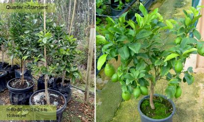 Citrus Lime (Lime Trees / Limetta) – Quarter Standard – Garden Plants ...