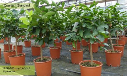 Citrus Lime (Lime Trees / Limetta) – Quarter Standard – Garden Plants ...