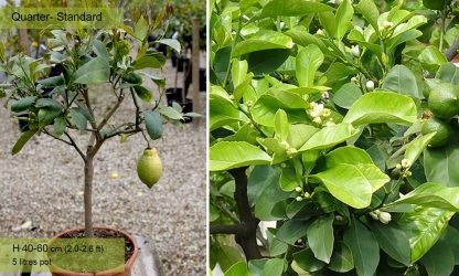 Citrus Lime (Lime Trees / Limetta) – Quarter Standard – Garden Plants ...