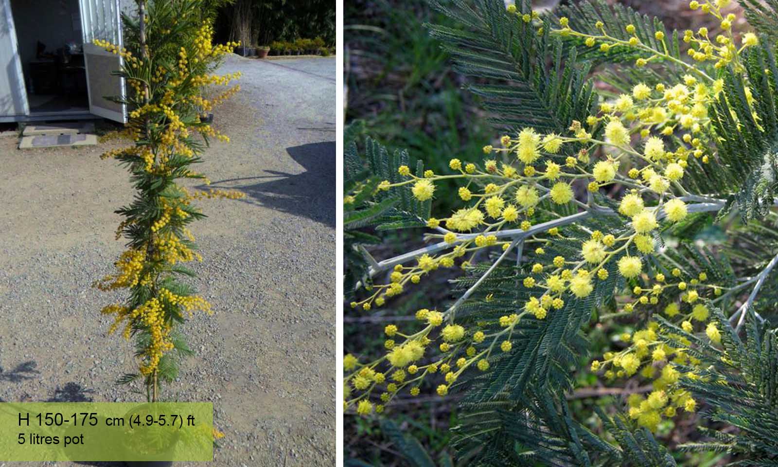 Acacia Dealbata (Mimosa Tree) – Garden Plants Online
